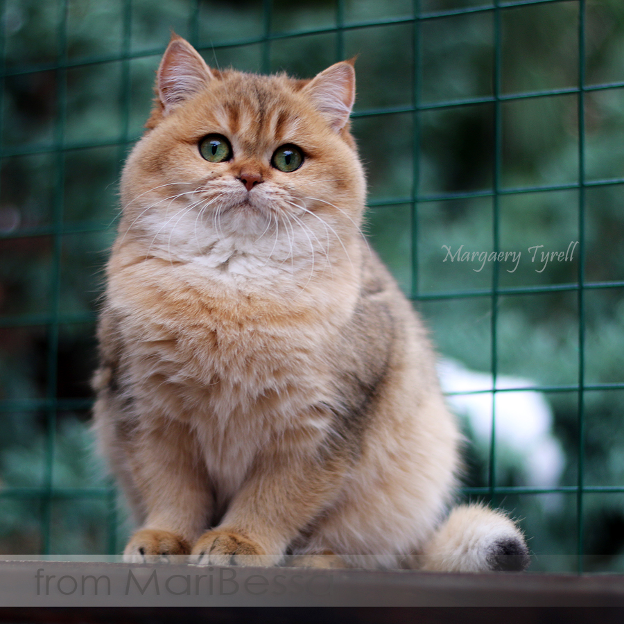 Goldenriver НАШИ КОШКИ Female Cats
